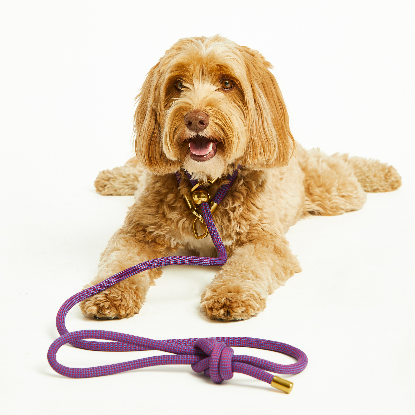 What Are the Different Types of Dog Leashes and Their Benefits/Drawbac ...