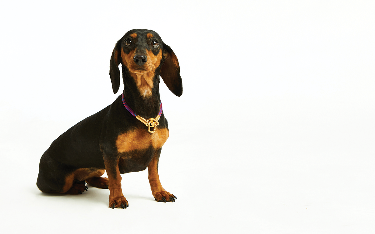 Bubble & Spike - Inspired Dog Accessories