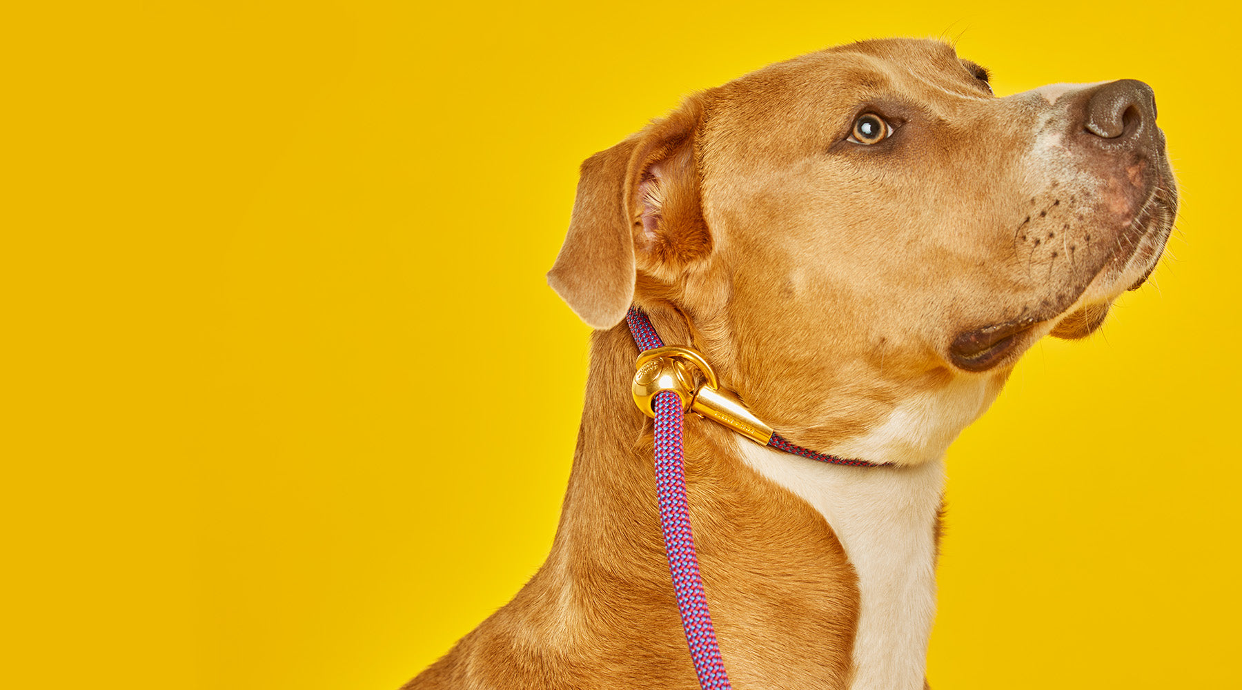 Bubble & Spike - Inspired Dog Accessories – Bubble & Spike