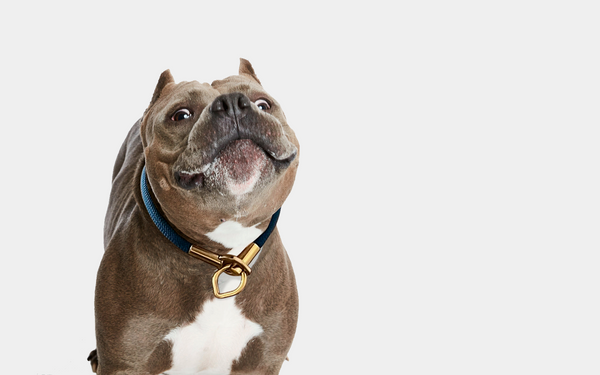 Bubble & Spike - Inspired Dog Accessories